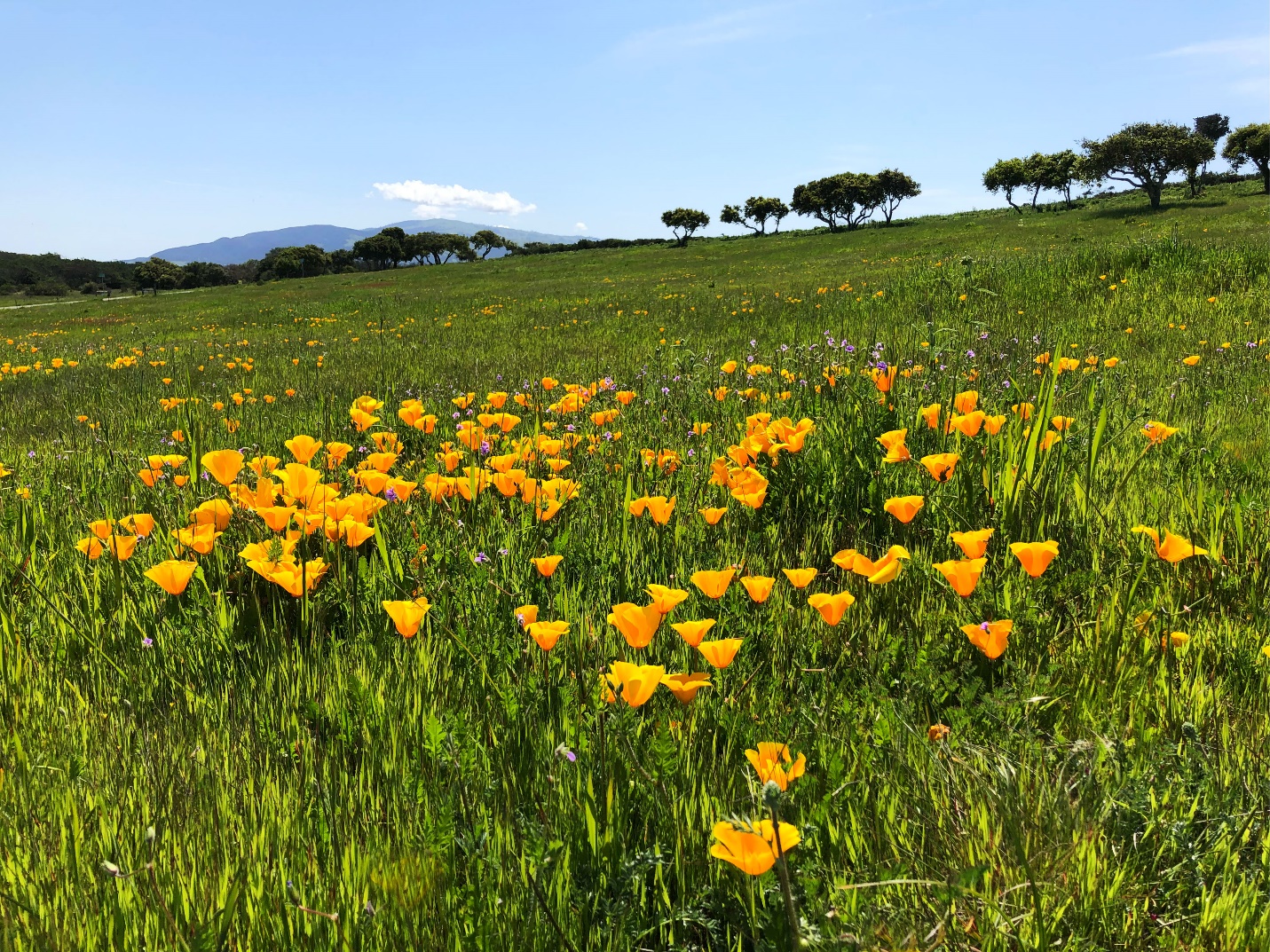 Fort Ord National Monument: From Military Mayhem to Coastal Gem ...
